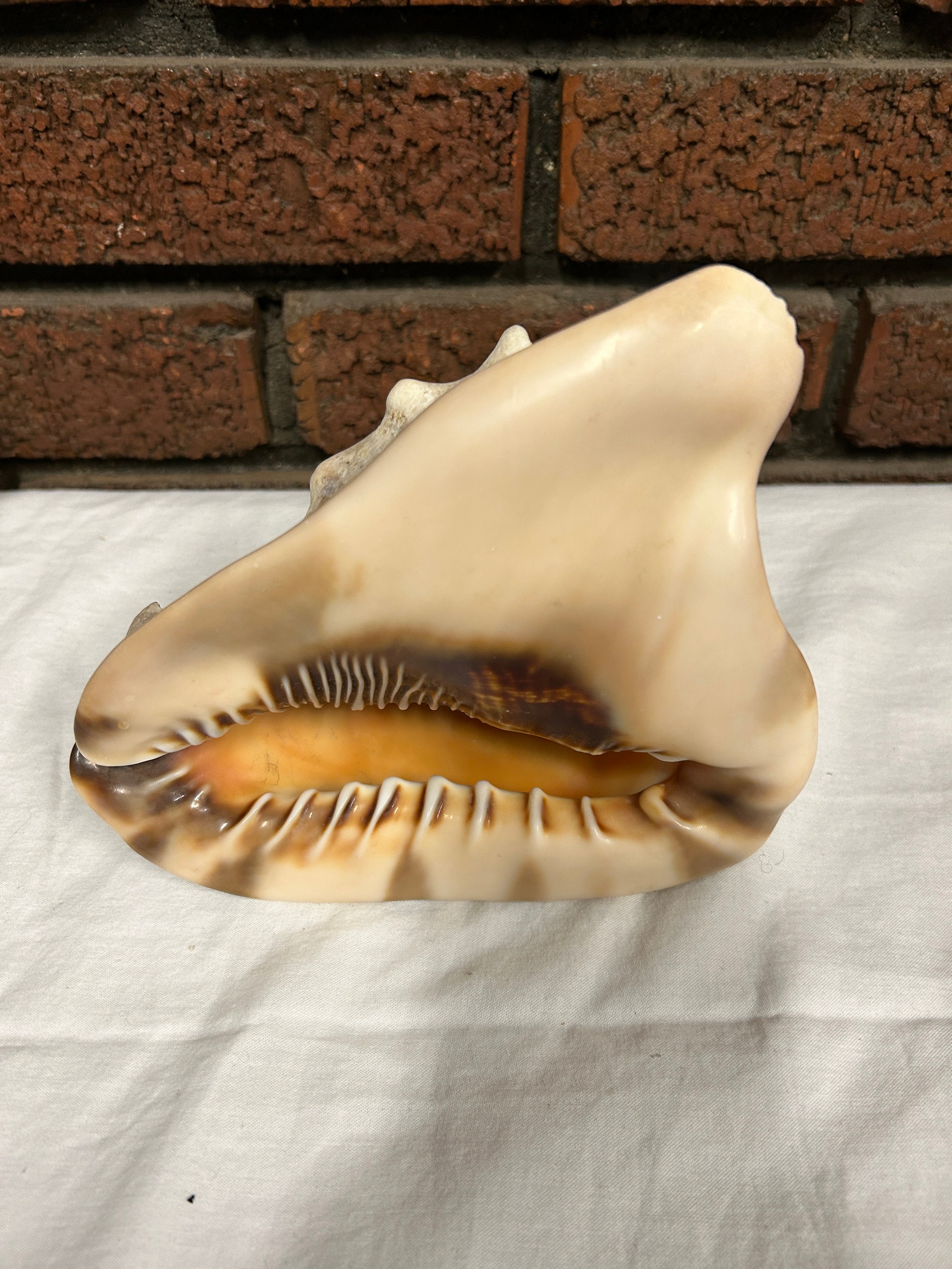 Vintage Horned Queen Helmet Conch Sea Shell Sea Shells Nautical Decor ...