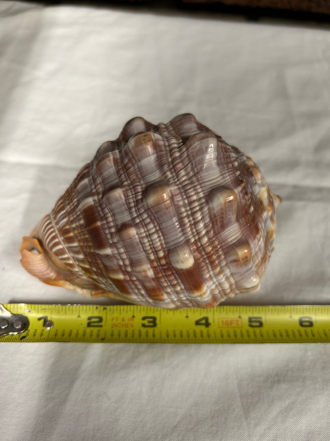 Cypraecassis Rufa 6" Sea Shell Conch African Bulmouth-very Fine - Etsy