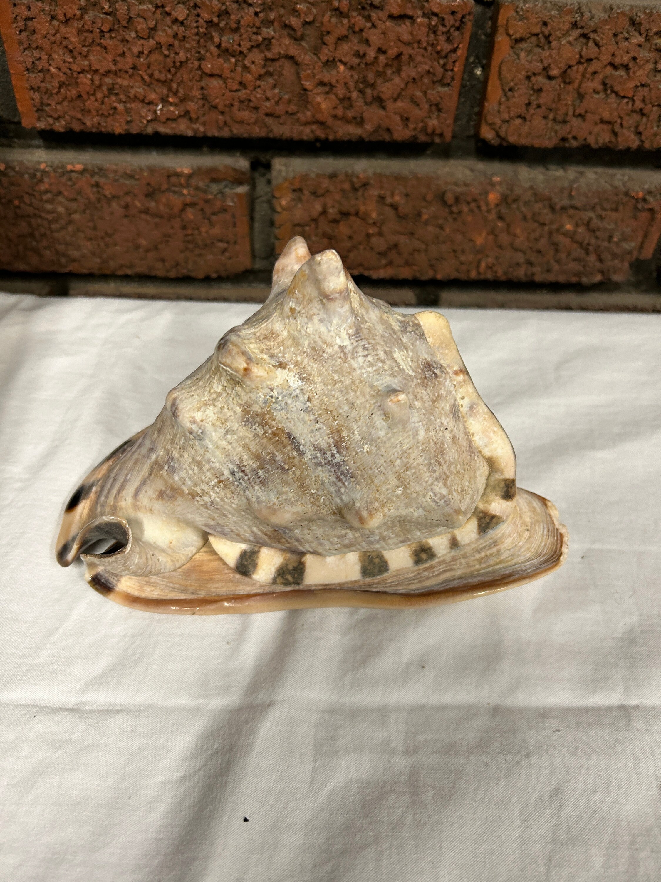 Vintage Horned Queen Helmet Conch Sea Shell Sea Shells Nautical Decor ...