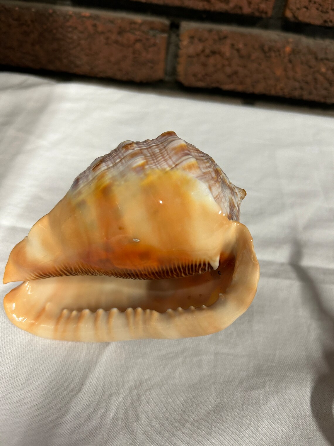 Cypraecassis Rufa 6" Sea Shell Conch African Bulmouth-very Fine - Etsy