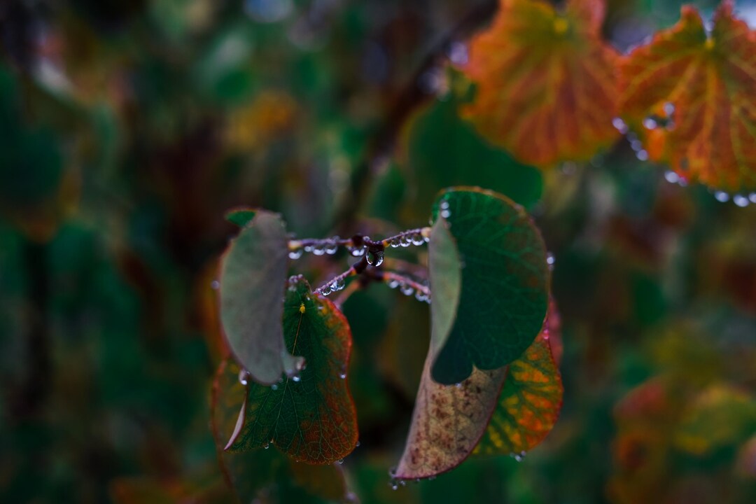 Rain Drop Wall Art - Etsy