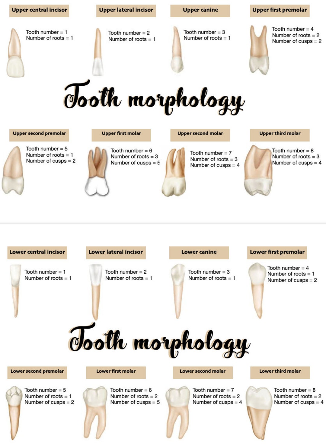 Tooth Morphology Digital Poster - Etsy