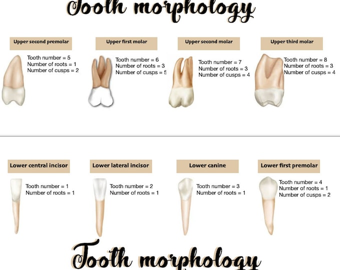 Tooth Morphology Digital Poster - Etsy