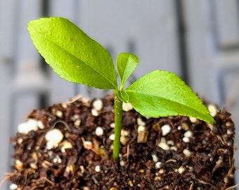 Meyer Lemon Seedling. Live Lemon Tree Sapling. Starter Plant From Seeds ...