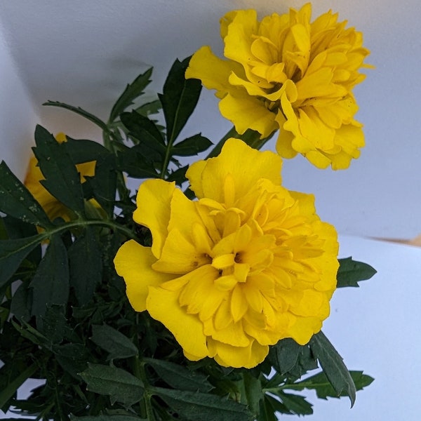 French Marigold - Etsy