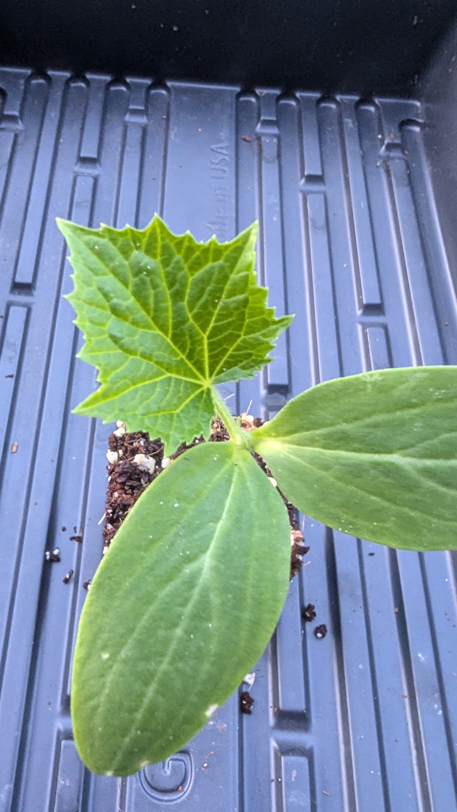 Chinese Snake Cucumber Plant - Etsy