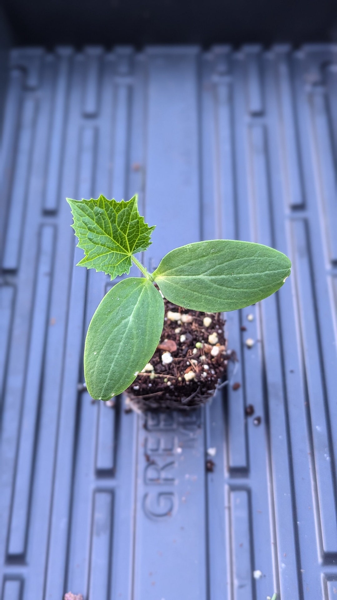 Chinese Snake Cucumber Plant - Etsy
