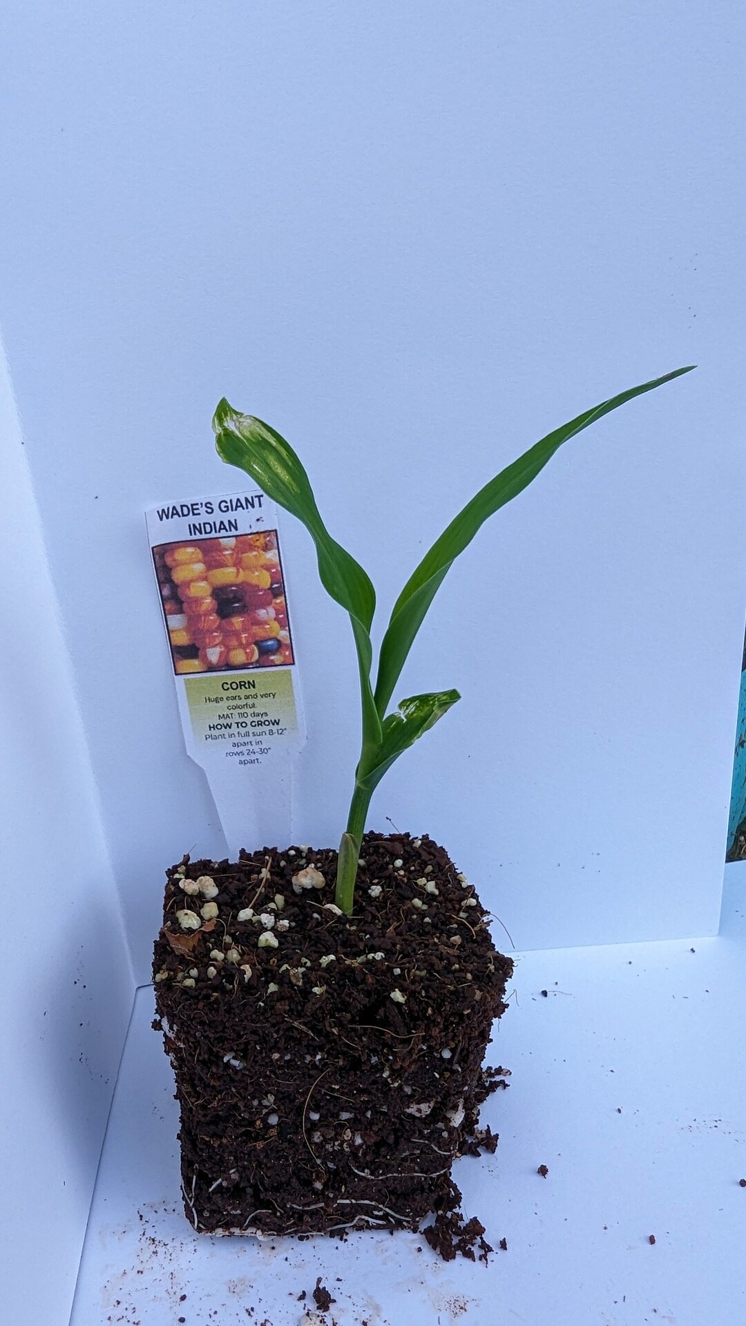 Wade's Giant Indian Corn Plant - Etsy