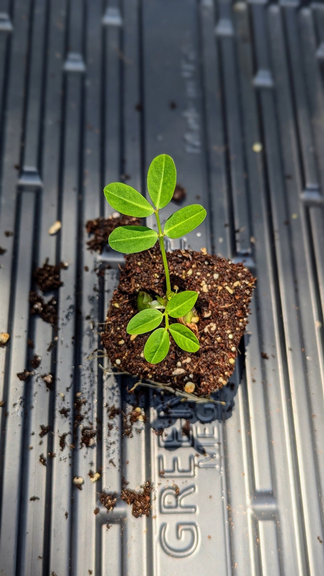 Peanut "wild Jungle" Plant - Etsy