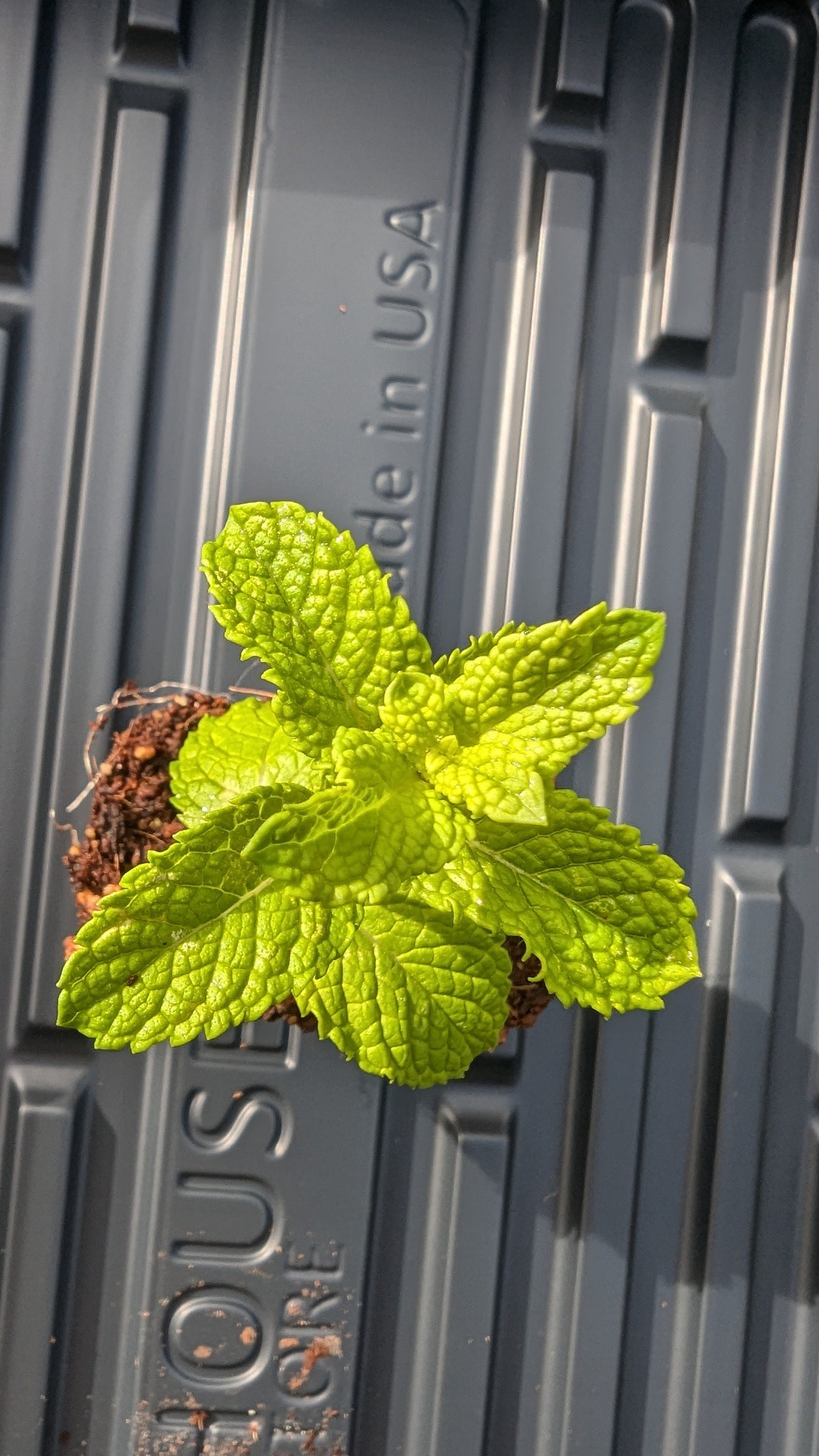 Spanish Mint Plant - Etsy