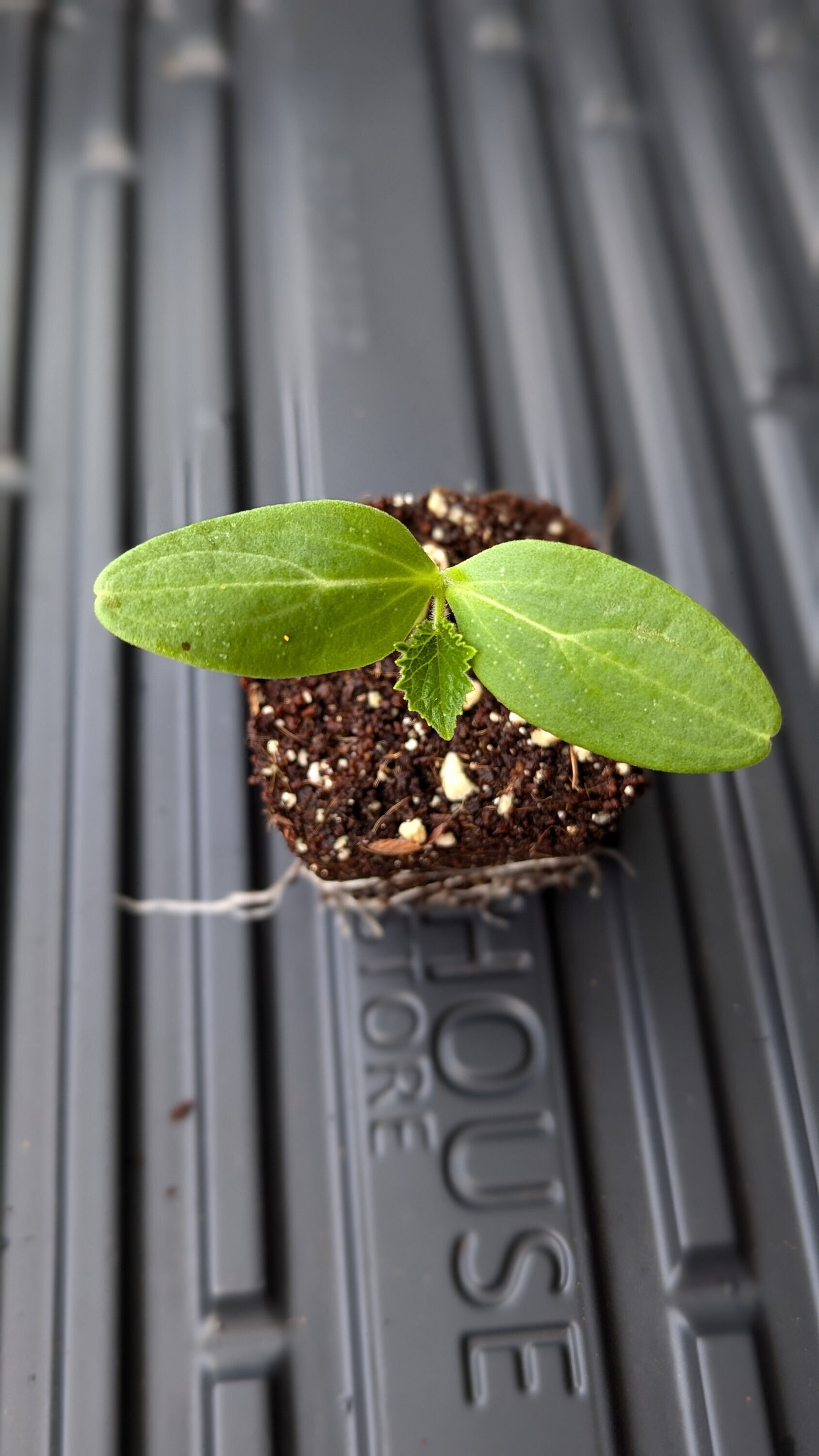 White Wonder Cucumber Plant - Etsy