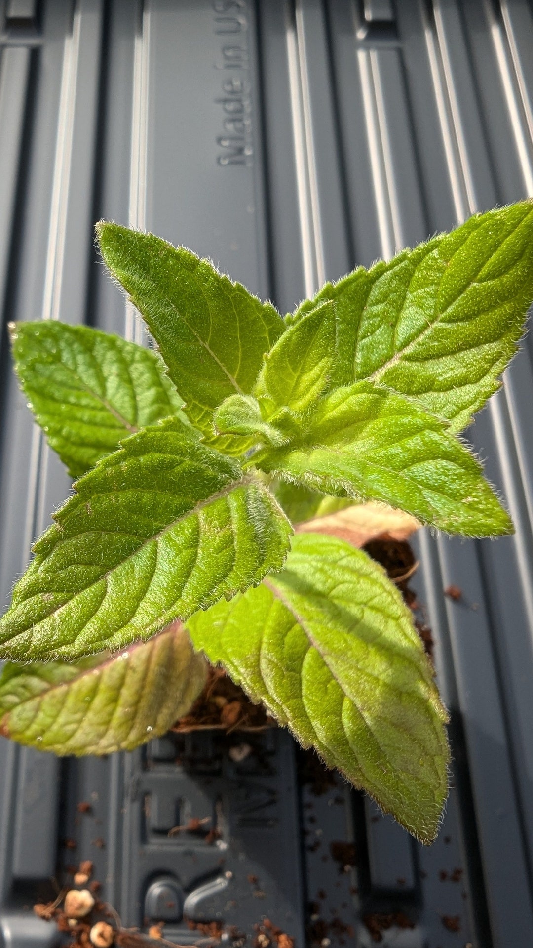 Mint Candy Pops Plant - Etsy