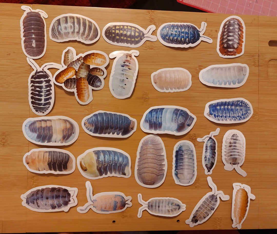 Isopod Sticker Mystery Box!!!! - Etsy