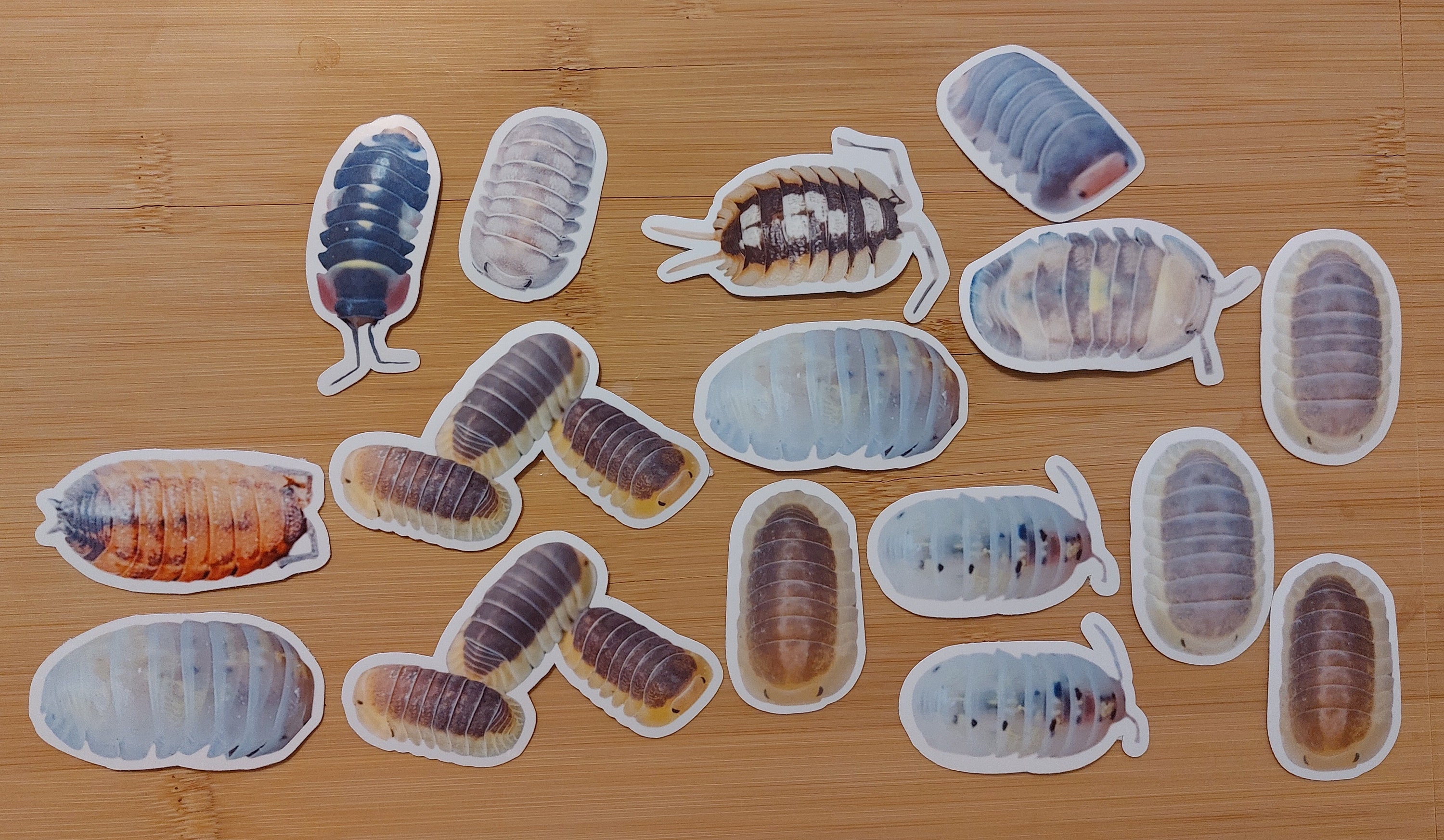 Isopod Sticker Mystery Box - Etsy