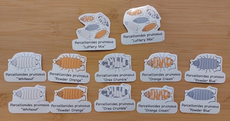 Homemade Hand Drawn Customized Isopod/invertebrate Bin/enclosure Label ...