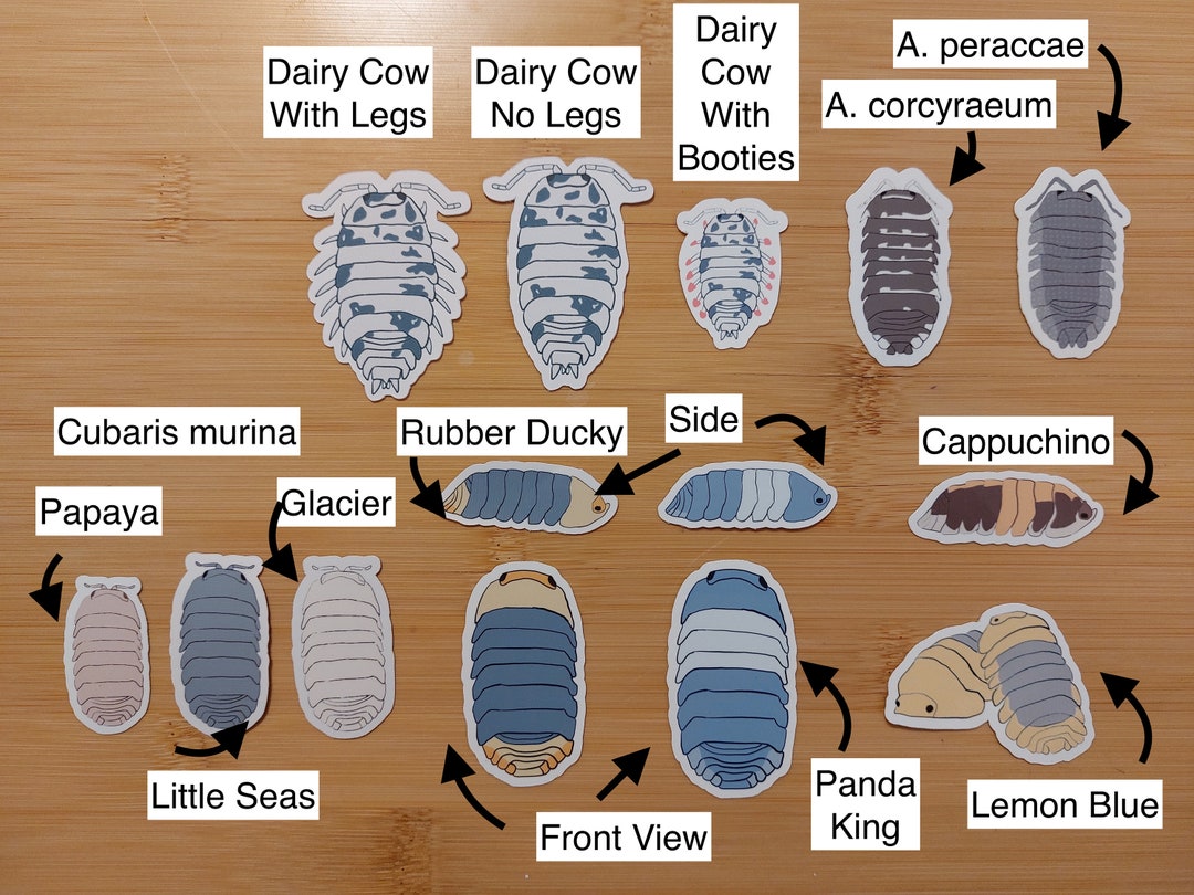 Homemade Hand Drawn Customized Isopod/invertebrate Bin/enclosure Label ...