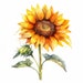 Sunflowers Clipart 20 High Quality Pngs Paper Craft Mixed - Etsy