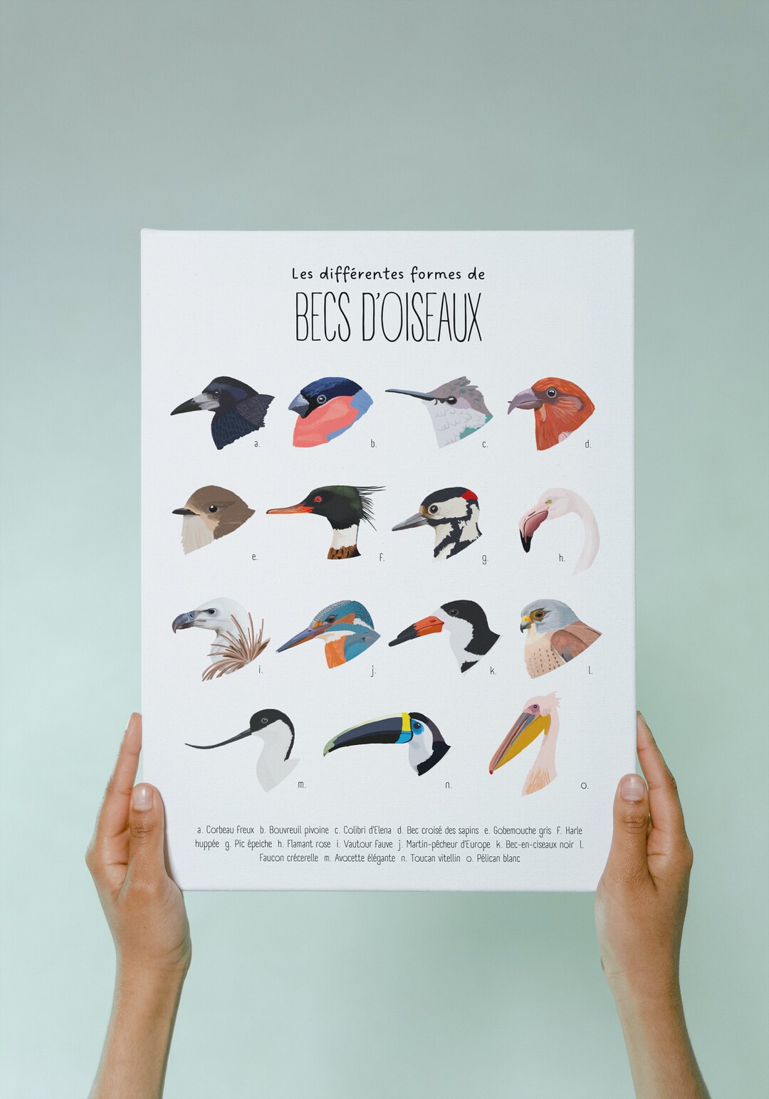 Bird Poster, Ornithology Poster, Birds Illustration, Ortnithology, A3 ...