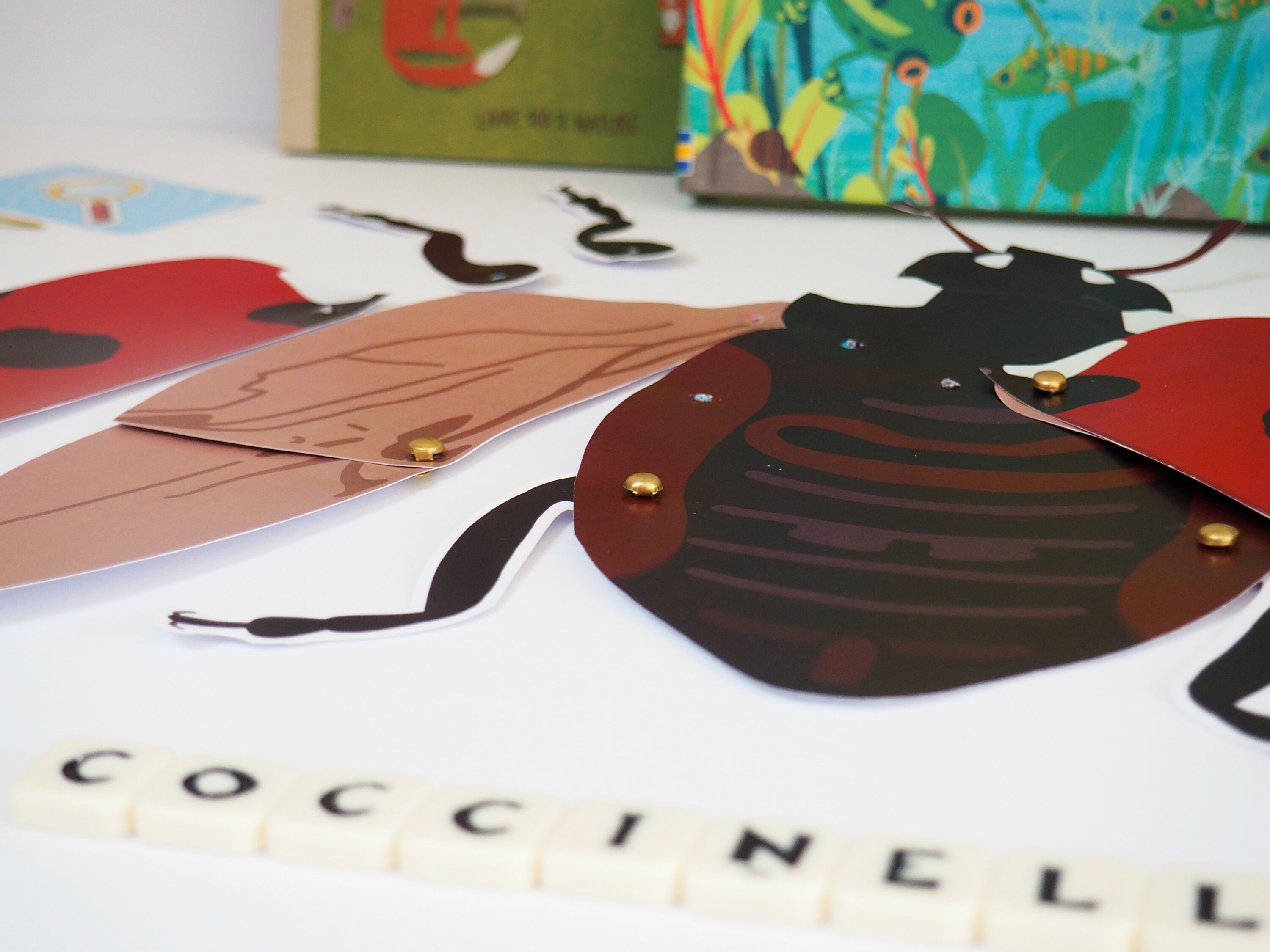 Printable Animal Manual Activity Kit, DIY Nature and Biodiversity ...