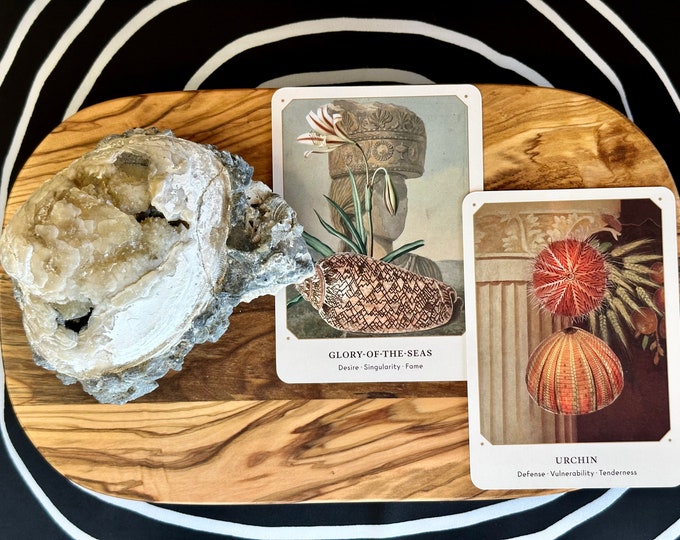 The Seashell Oracle Deck - Etsy