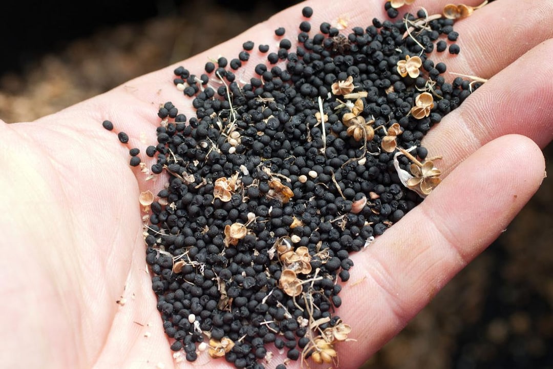 Wild Garlic Seeds - Allium Ursinum - Wild Garlic Seeds - Herb Seeds ...