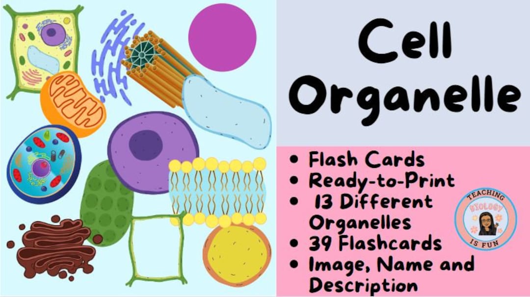 Cell Organelle Flashcards Activity - Etsy