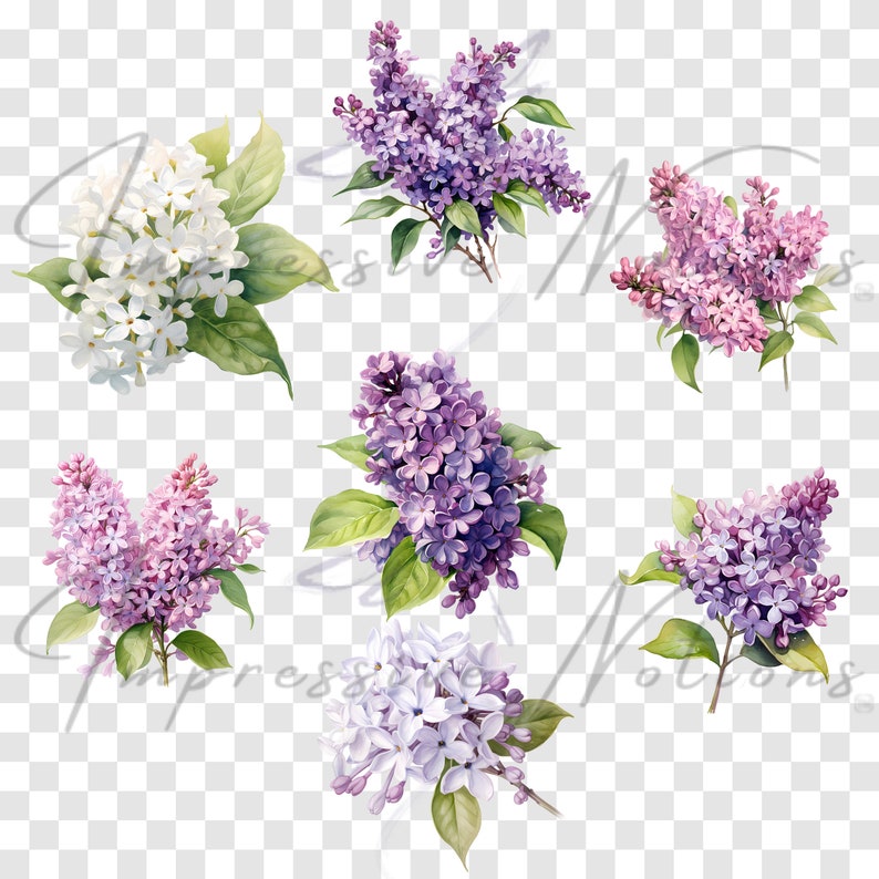 Spring Lilacs Watercolor Clipart Elements, Transparent Digital Png's ...