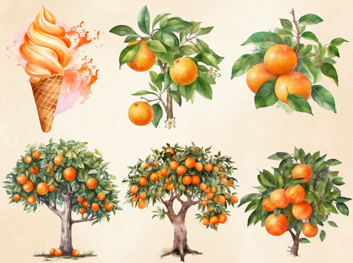 24 PNG Watercolor Oranges Clipart, Summer Oranges Clip Art, Citrus ...