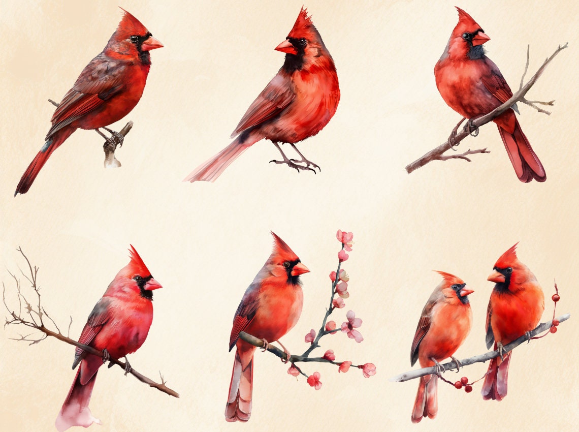 Watercolor Red Cardinal Clipart: PNG Bundle (digital Download) - Etsy