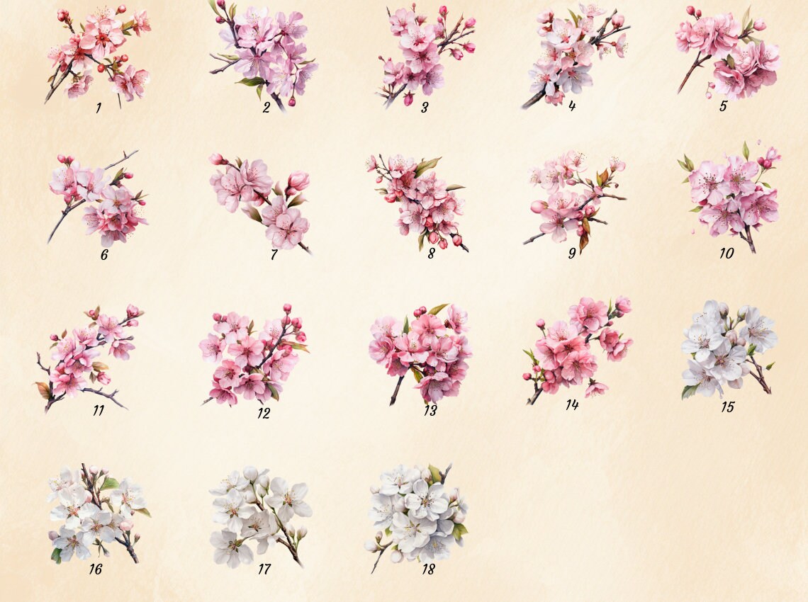 Watercolor Cherry Blossom Clipart: Spring Floral PNG Bundle (digital ...