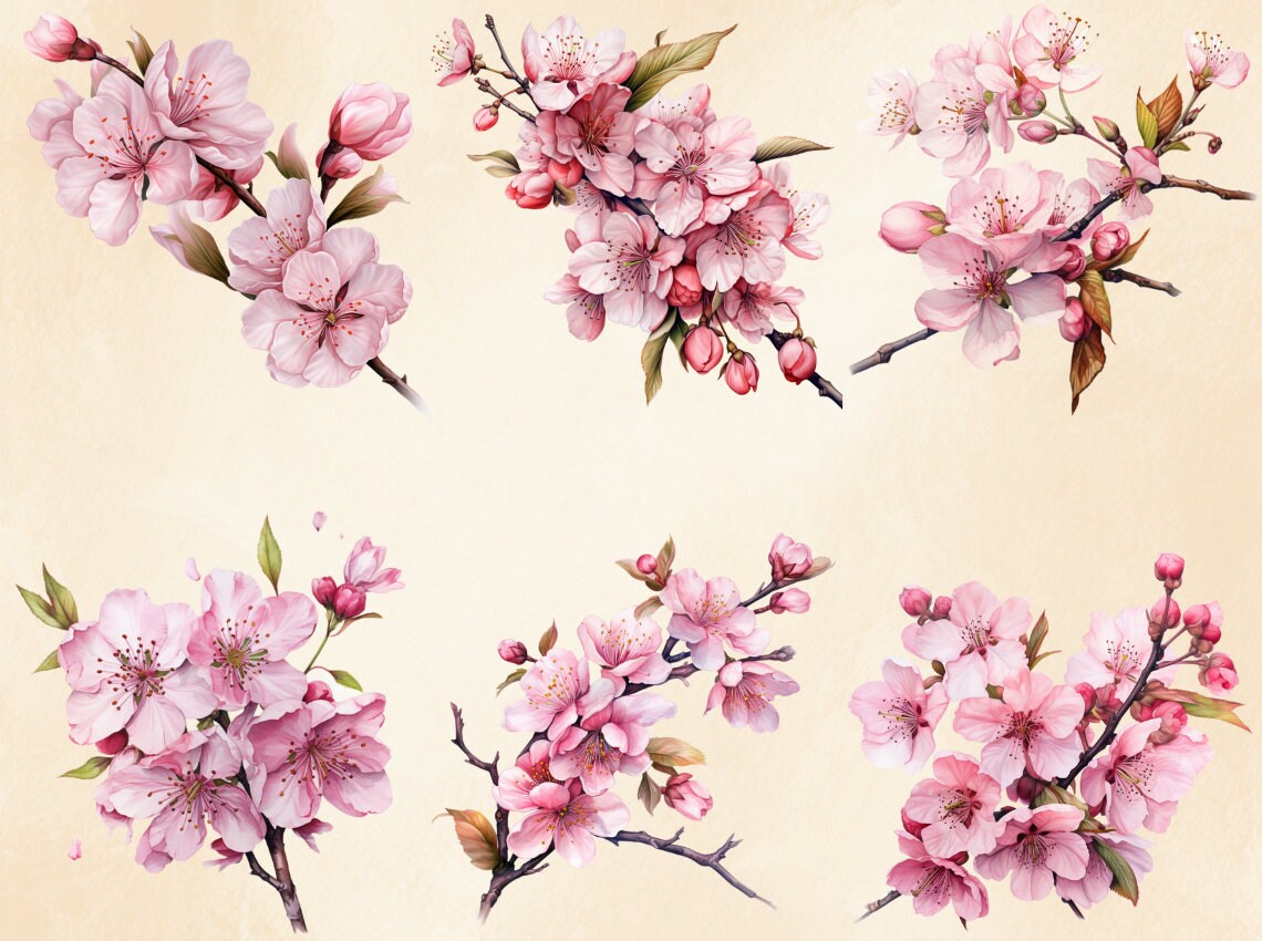 Watercolor Cherry Blossom Clipart: Spring Floral PNG Bundle (digital ...