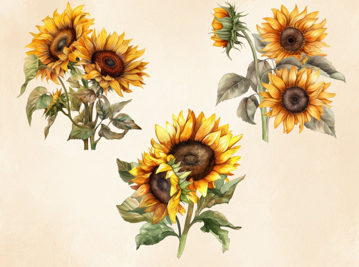 21 PNG Watercolor Sunflower Clipart, Bundle Sunflower Clip Art ...