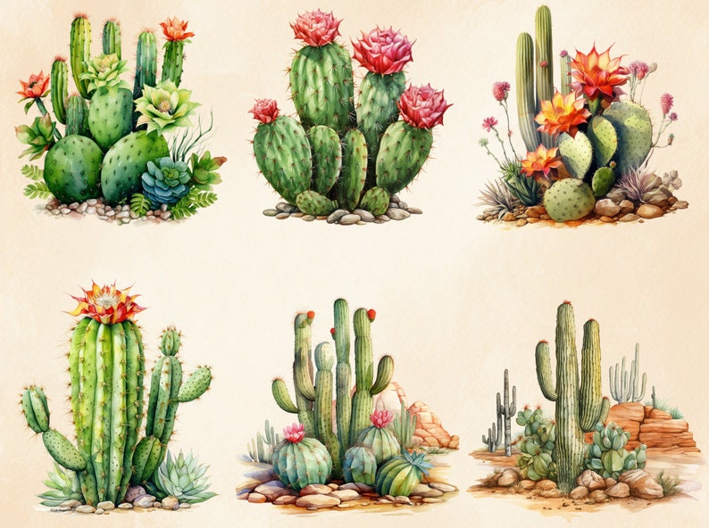 Watercolor Cactus Clipart: Desert Cacti PNG Images (digital Bundle) - Etsy