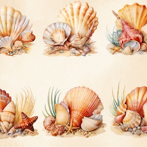 18 PNG Watercolor Seashell Clipart, Ocean Clipart, Beach Clipart ...