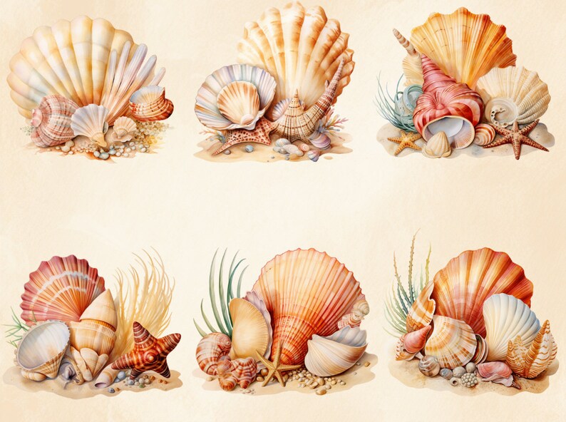 18 PNG Watercolor Seashell Clipart, Ocean Clipart, Beach Clipart ...