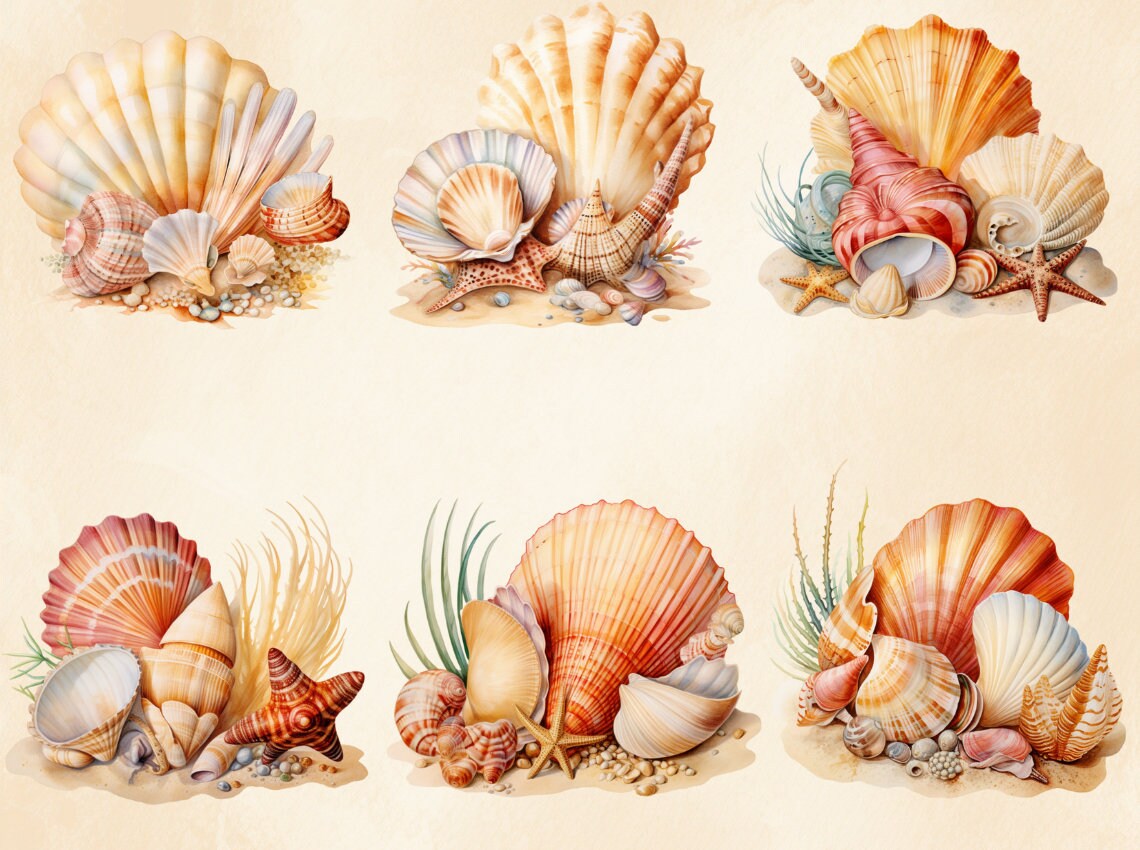 18 PNG Watercolor Seashell Clipart, Ocean Clipart, Beach Clipart ...