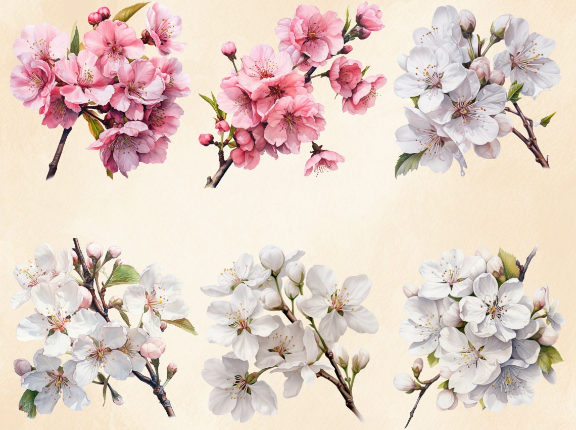 Watercolor Cherry Blossom Clipart: Spring Floral PNG Bundle (digital ...