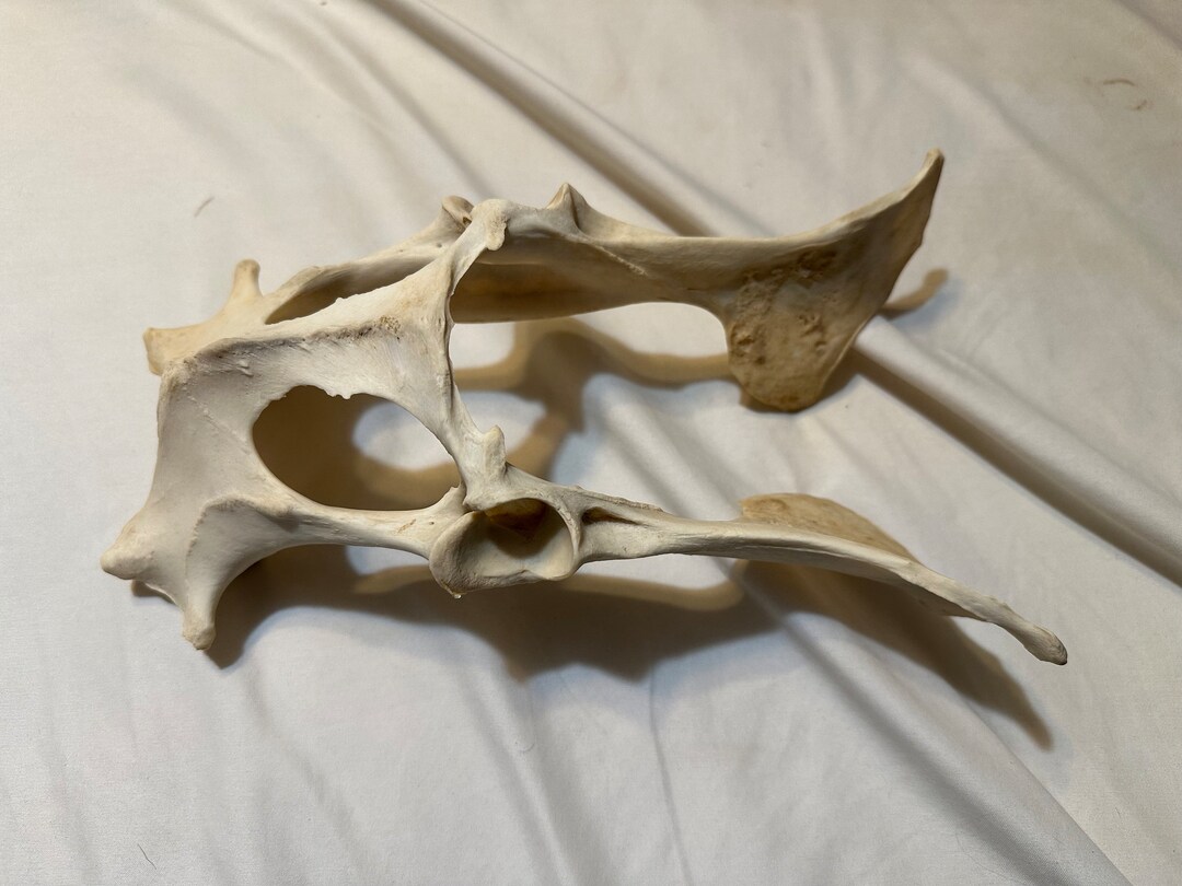 Authentic Whitetail Deer Pelvis - Etsy