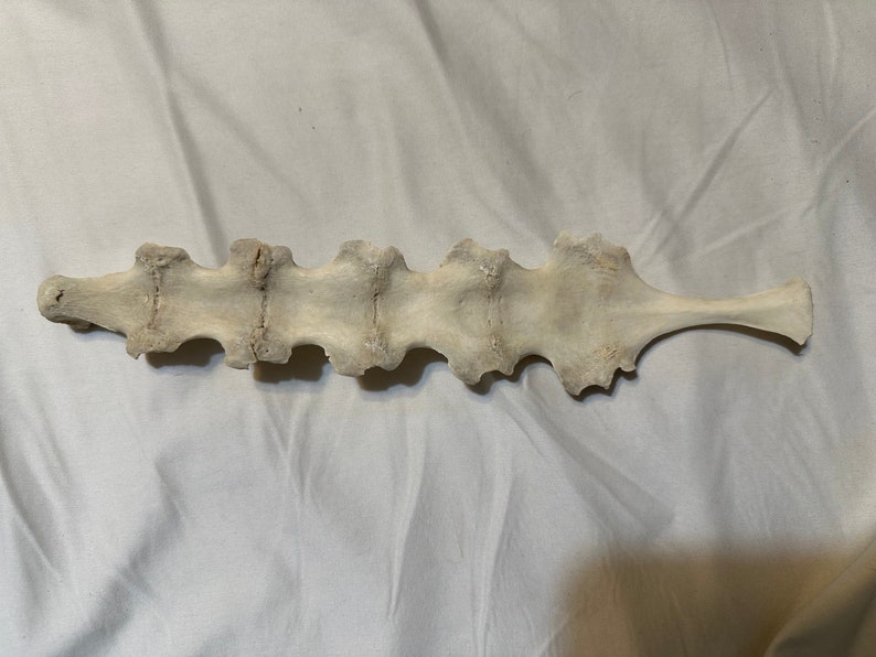 Authentic Grade B Whitetail Deer Sternum - Etsy