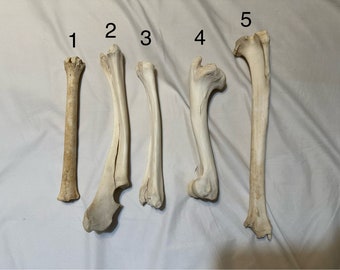 Authentic Grade B Whitetail Deer Sternum - Etsy