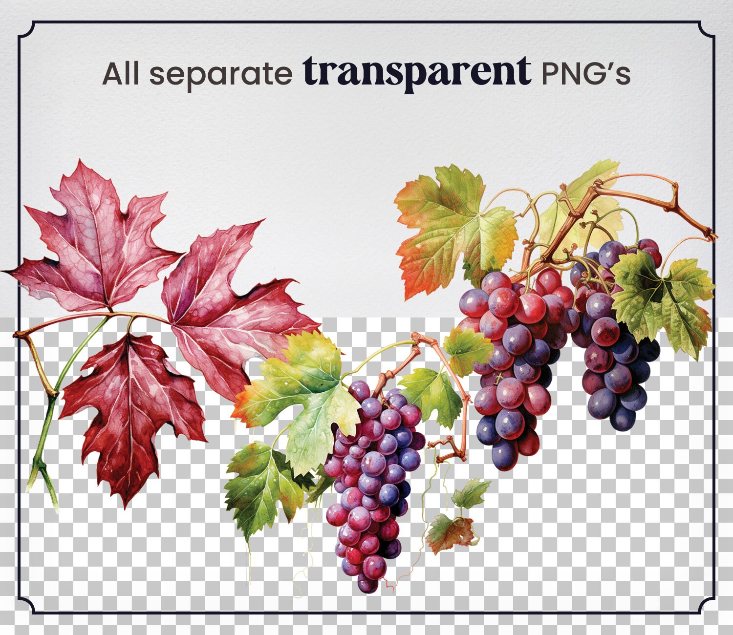 Watercolor Grapevine, 20+ Grapevines, Flowers Plants Spring Floral ...