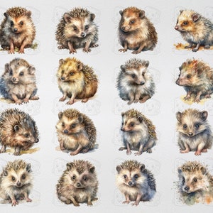 Watercolor Hedgehog, 36 Cute Hedgehogs, Armadilos and Echidnas Digital ...