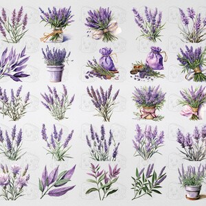 Watercolor Lavender, 32 Lavenders Plants Flowers Spring Flora ...