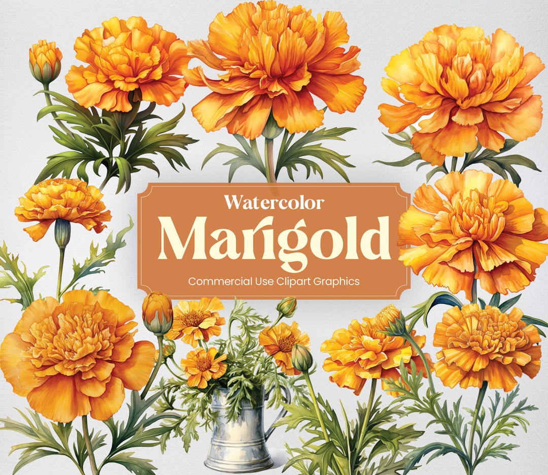 Watercolor Marigold, 28 Marigolds Plants Flowers Spring Floral Bouquet ...