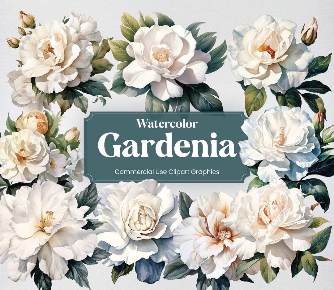 Watercolor Gardenia, 20 Gardenias, Flowers Plants Spring Floral Digital ...