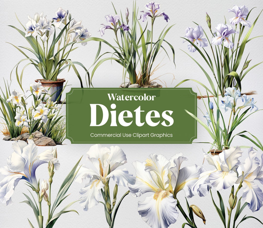 Watercolor Dietes, 28 Dietes Plants, Flowers Plants Spring Floral Flora ...
