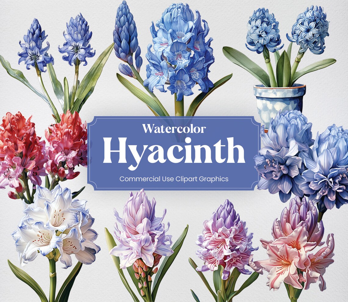 Watercolor Hyacinth, 20+ Hyacinths, Flowers Plants Spring Floral ...
