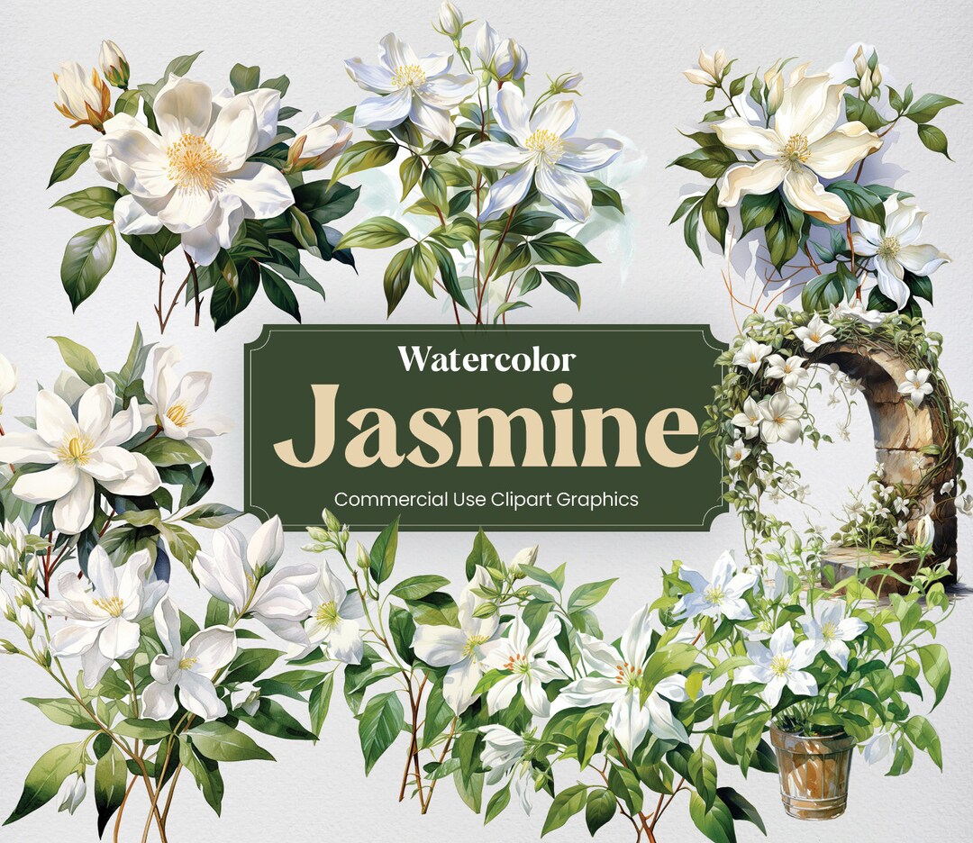Watercolor Jasmine, 27 Jasmines Plants Flowers Spring Flora Vegetation ...