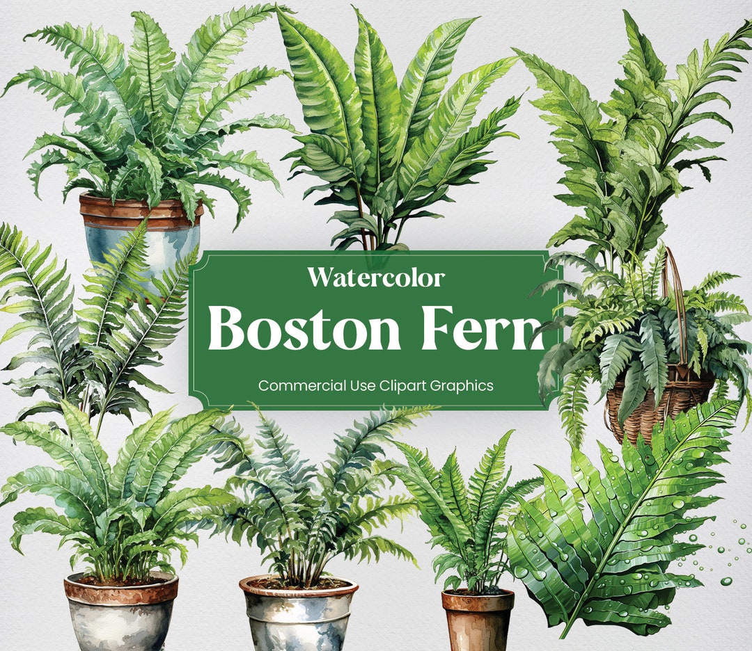 Watercolor Boston Fern, 28 Boston Ferns, Flower Plant Spring Floral ...