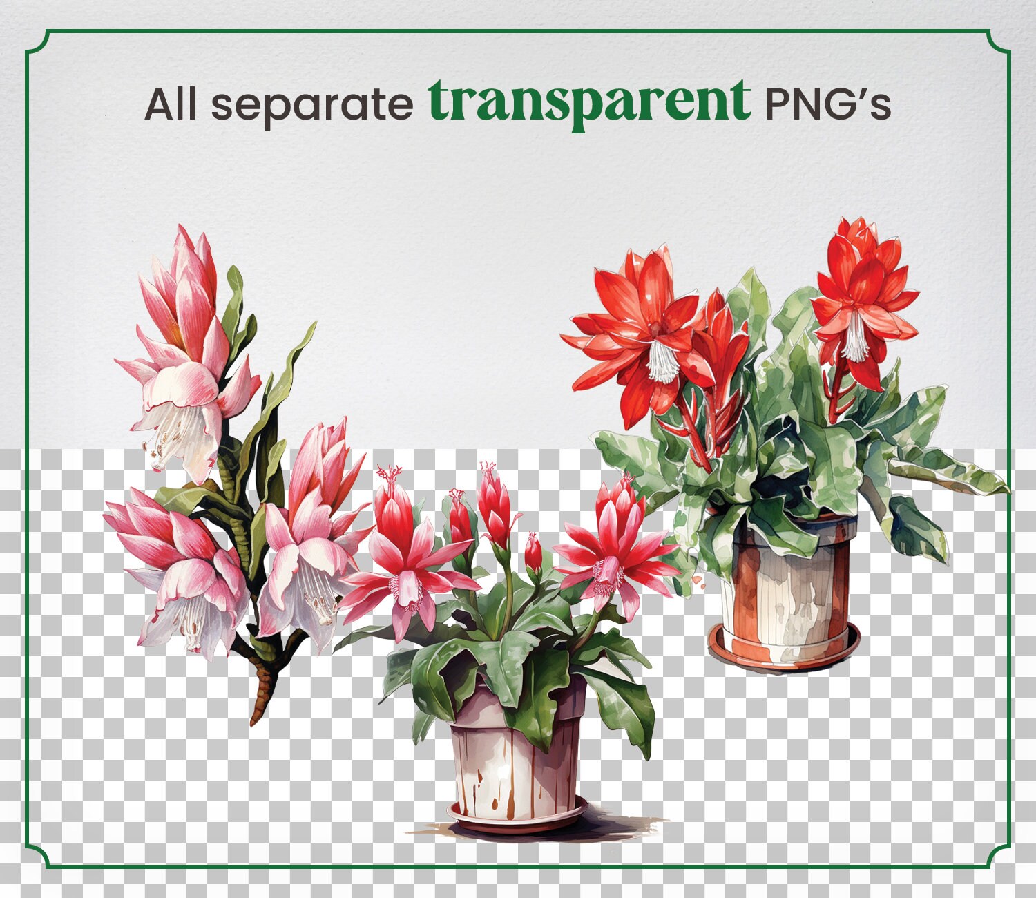 Watercolor Christmas Cactus, 28 Christmas Cacti, Flowers Plants Spring ...